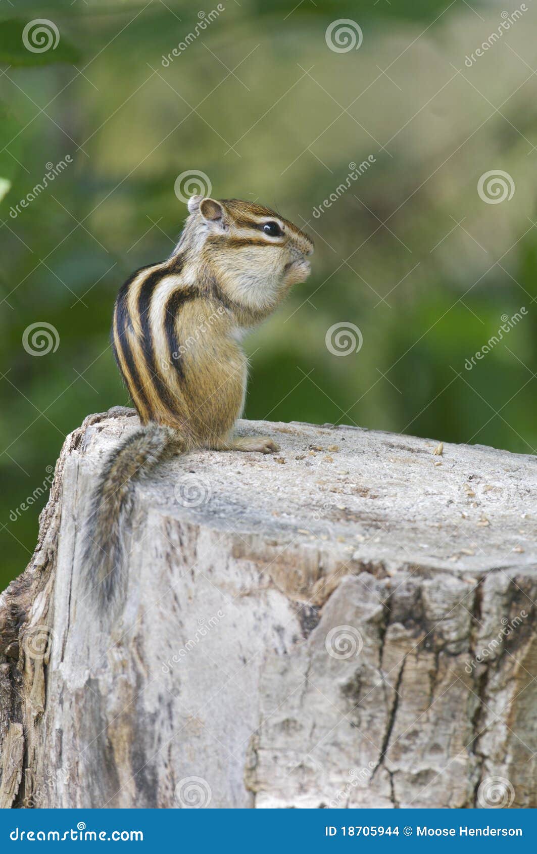 Siberian Chipmunk Or Common Chipmunk Eutamias Sibiricus Sitting Stock ...