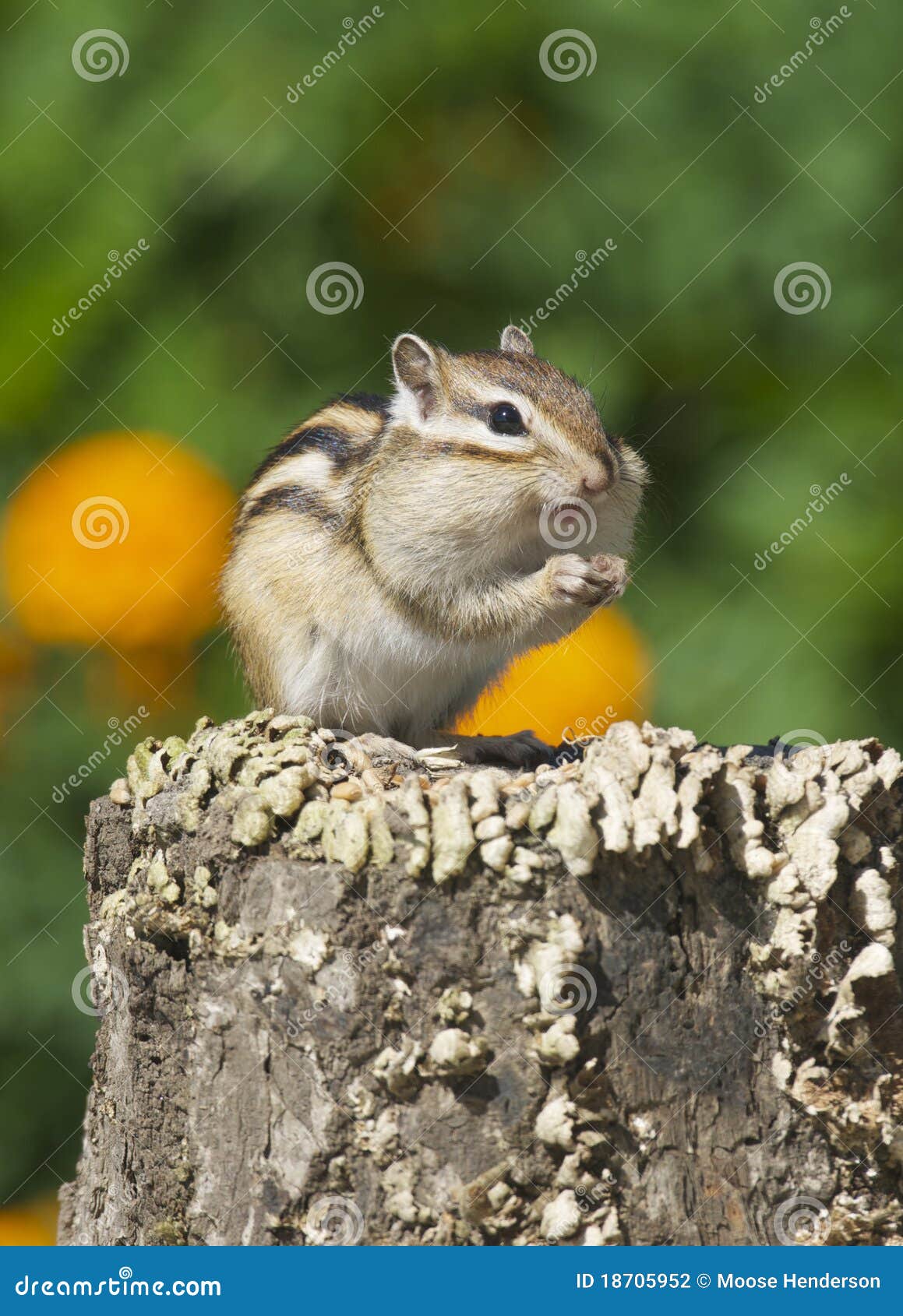 Siberian Chipmunk stock photo. Image of undomesticated - 18705952