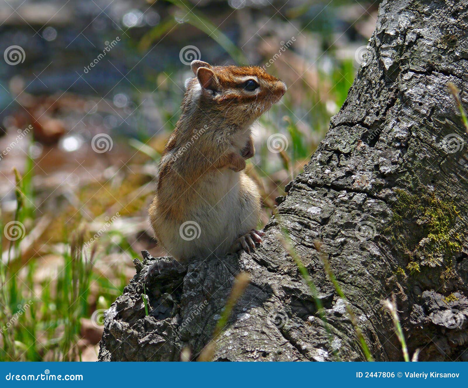 Siberian Chipmunk stock photo. Image of mammals, tree - 2447806