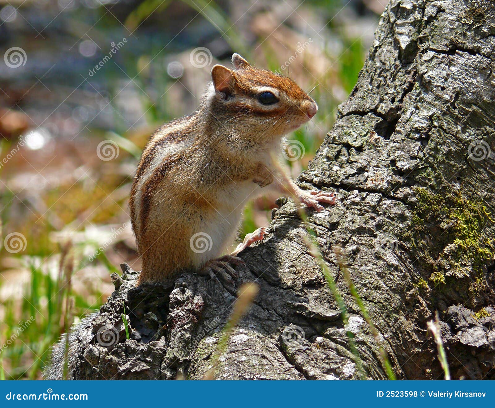 Siberian Chipmunk stock photo. Image of mammals, primorye - 2523598