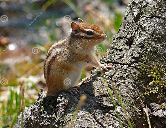 Siberian Chipmunk stock photo. Image of mammals, primorye - 2523598