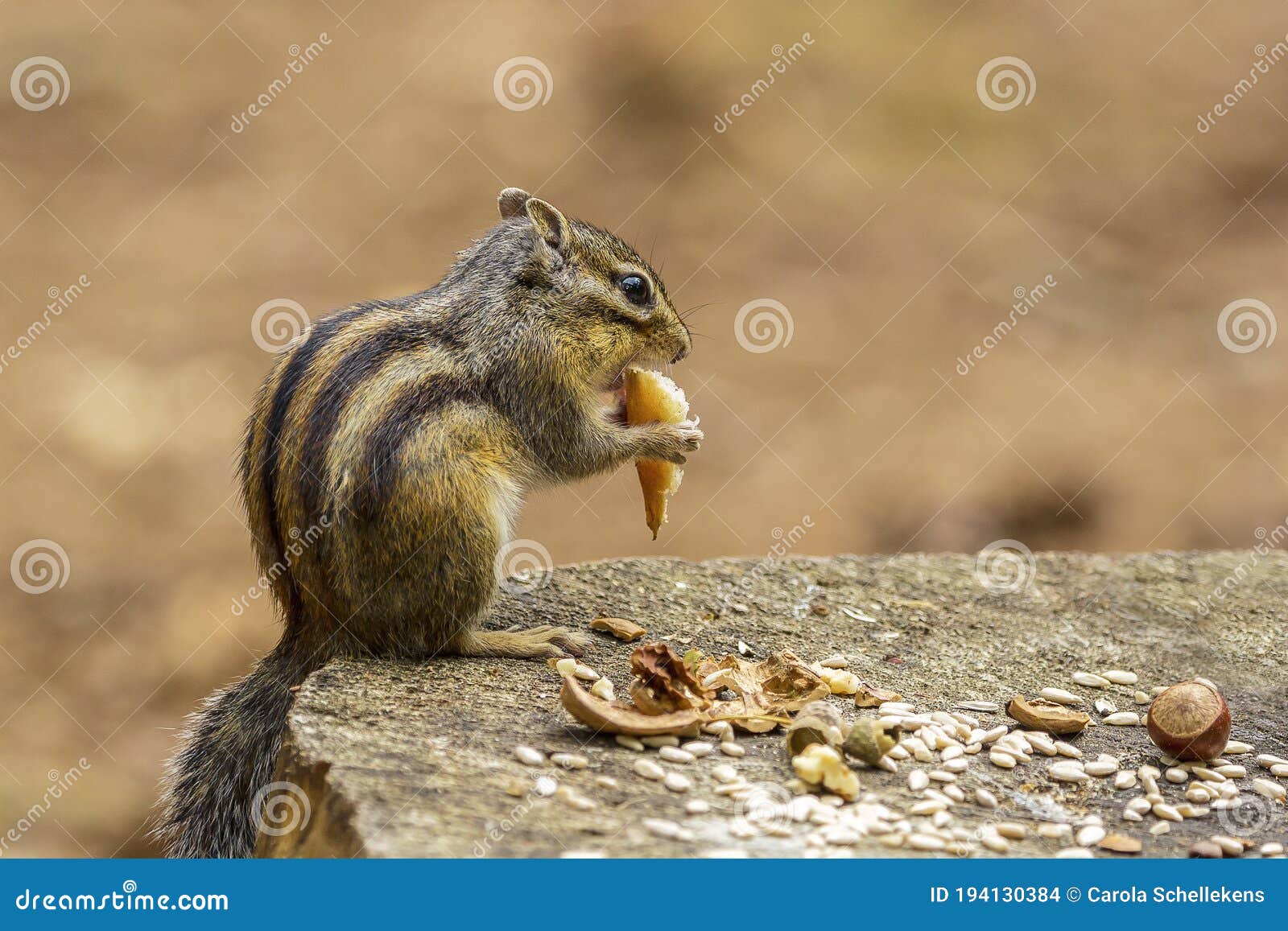Siberian Chipmunk or Common Chipmunk Eutamias Sibiricus Sitting Stock ...