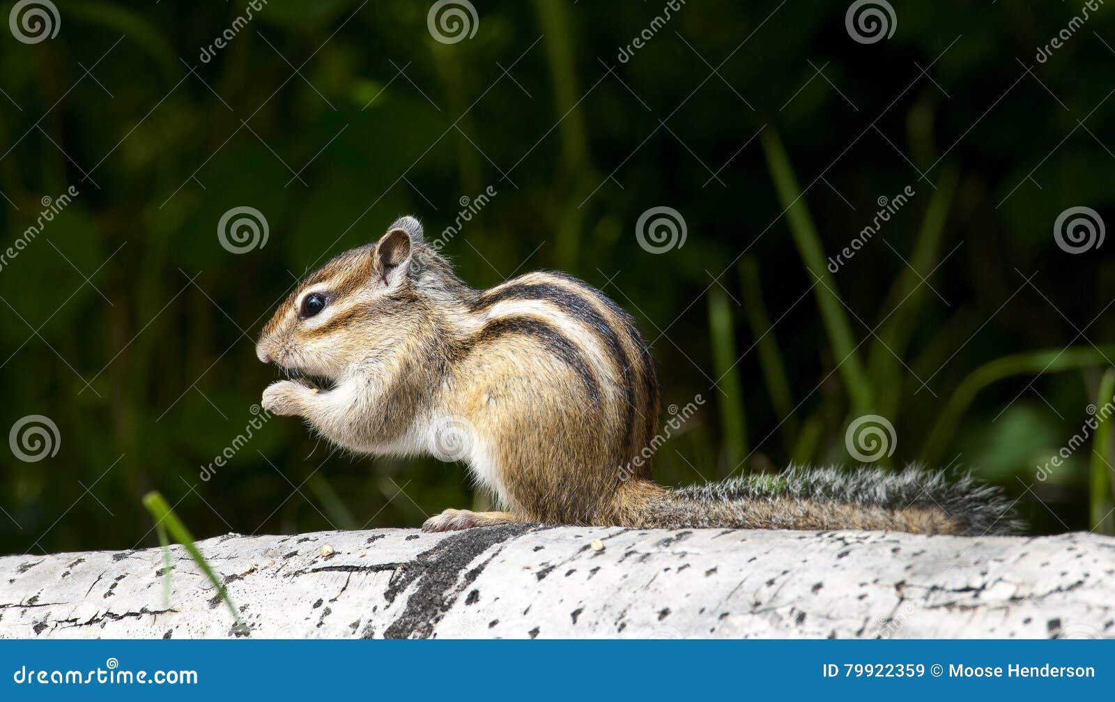 Chipmunk Eating A Grape Royalty-Free Stock Image | CartoonDealer.com ...