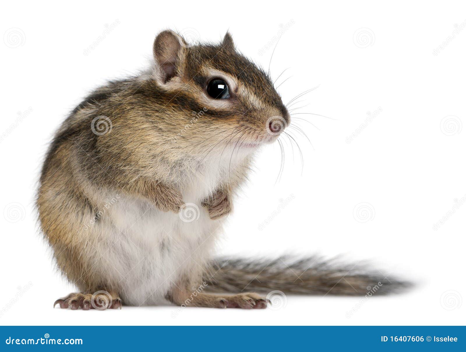 Siberian Chipmunk Or Common Chipmunk Eutamias Sibiricus Walking On A ...