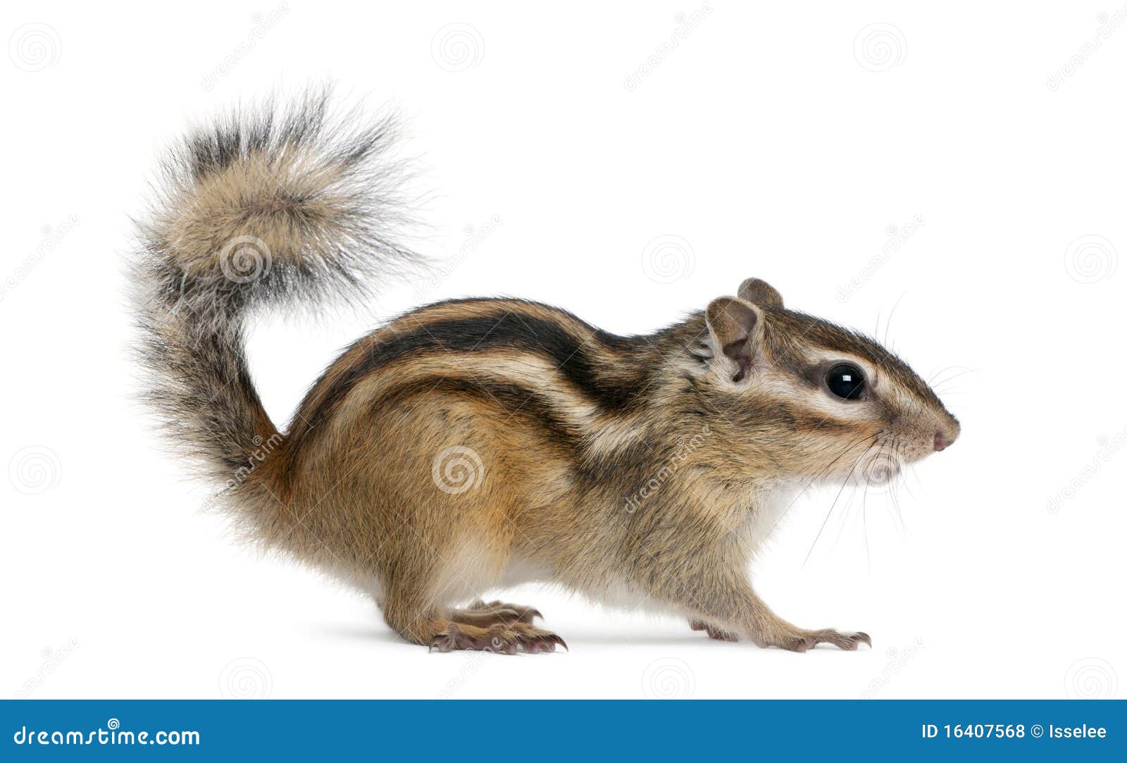 Siberian Chipmunk, Euamias Sibiricus, Standing Stock Photo - Image of ...