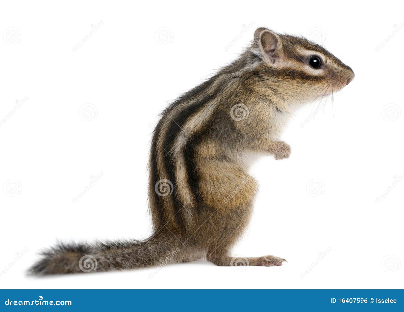 Siberian Chipmunk Or Common Chipmunk Eutamias Sibiricus Sitting Stock ...