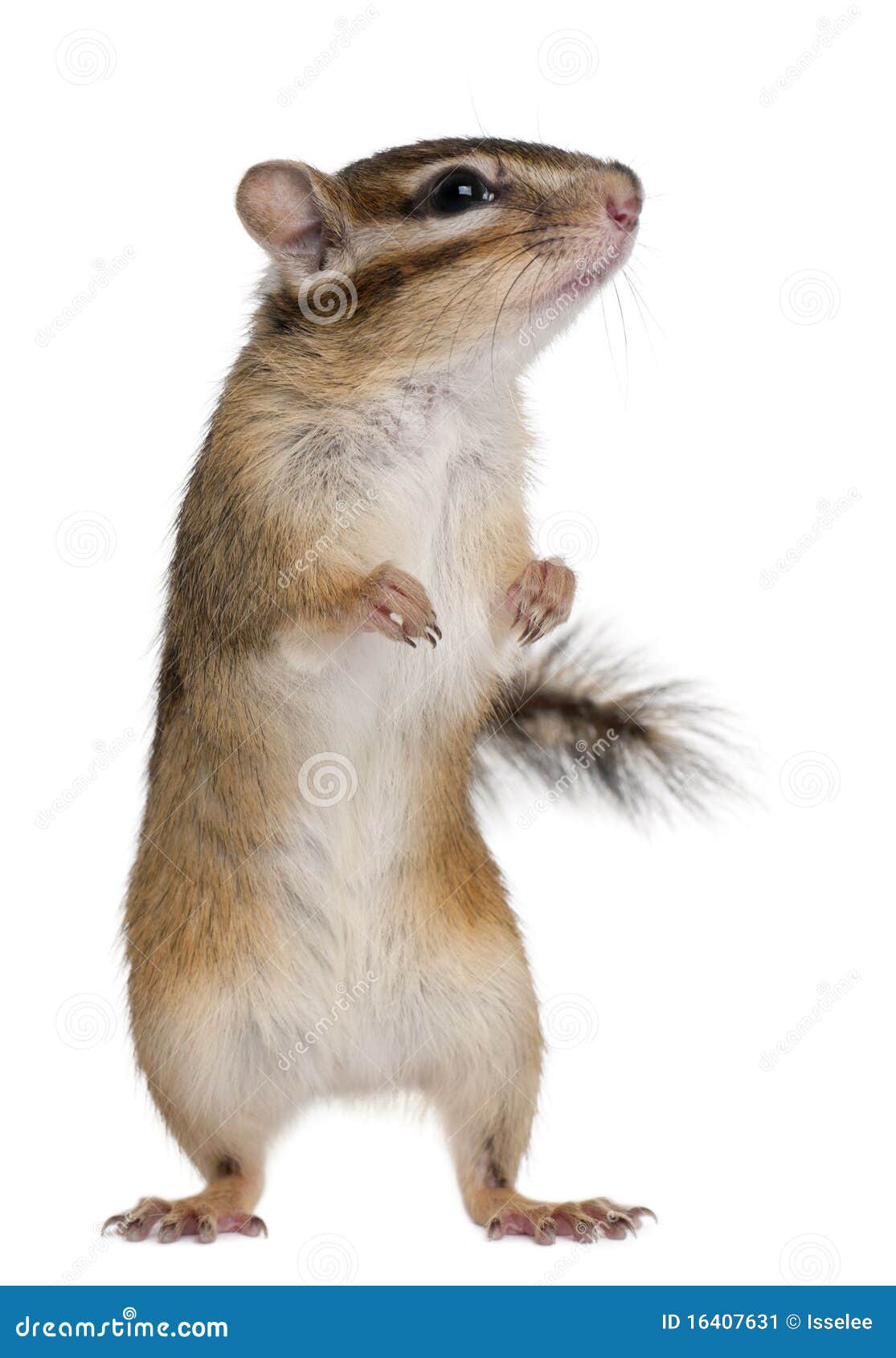 Siberian Chipmunk Or Common Chipmunk Eutamias Sibiricus Walking On A ...