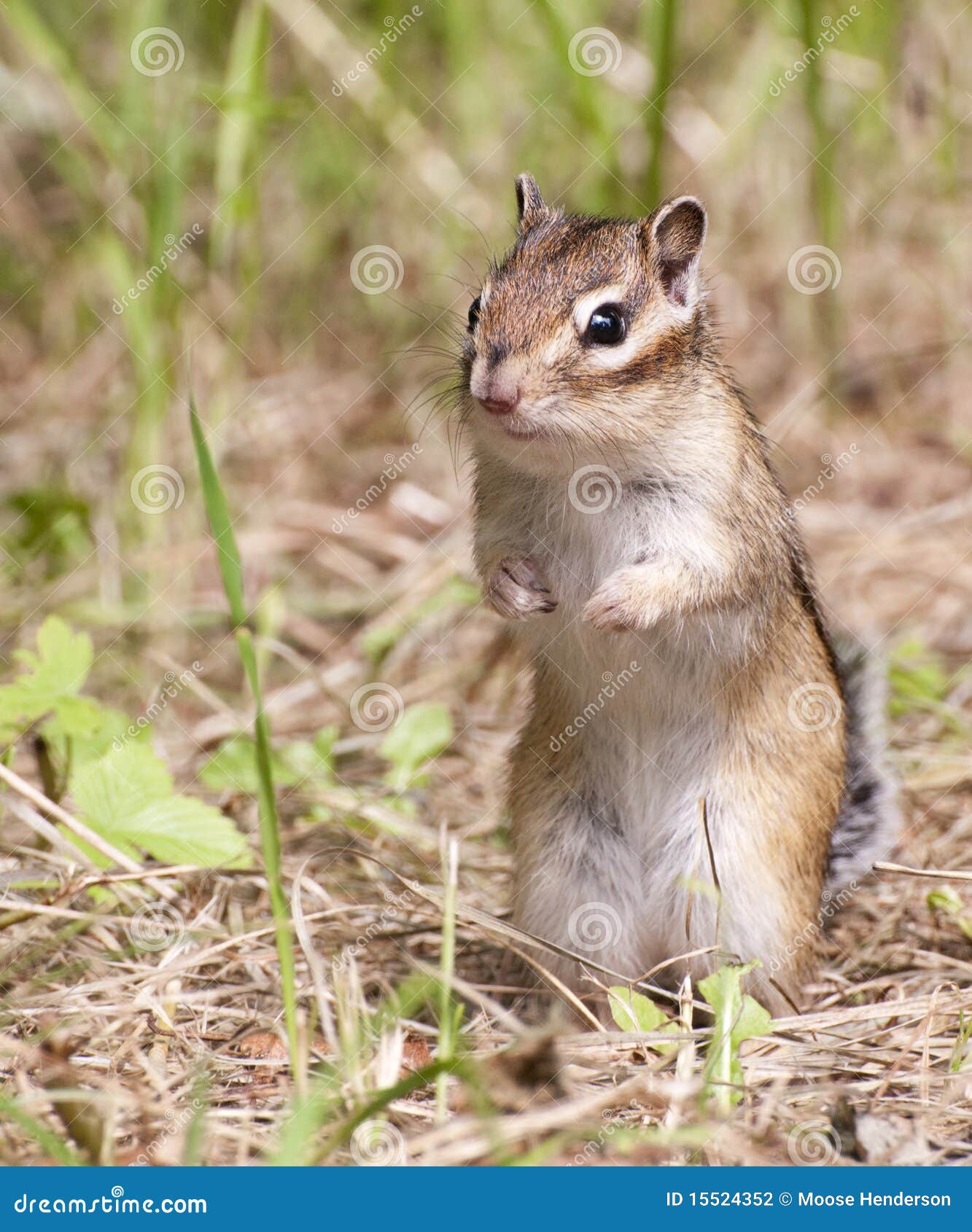 Siberian Chipmunk on Hind Legs Stock Photo - Image of sibiricus, tamius ...