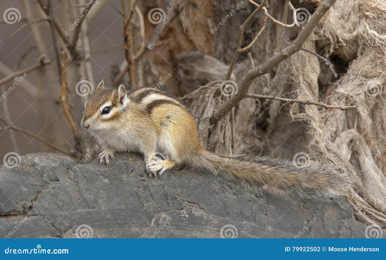 Siberian Chipmunk on Log in the Forest with Branches Stock Photo ...