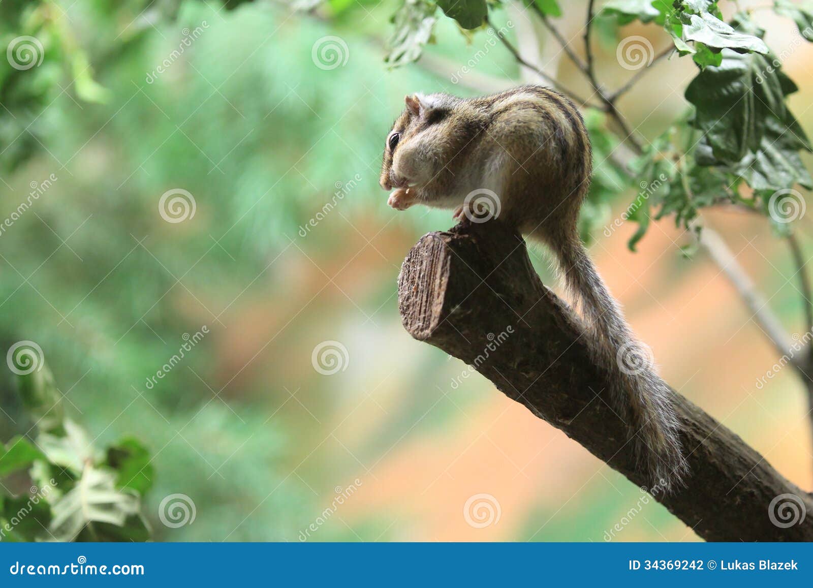 Siberian chipmunk stock photo. Image of chimpunk, tree - 34369242