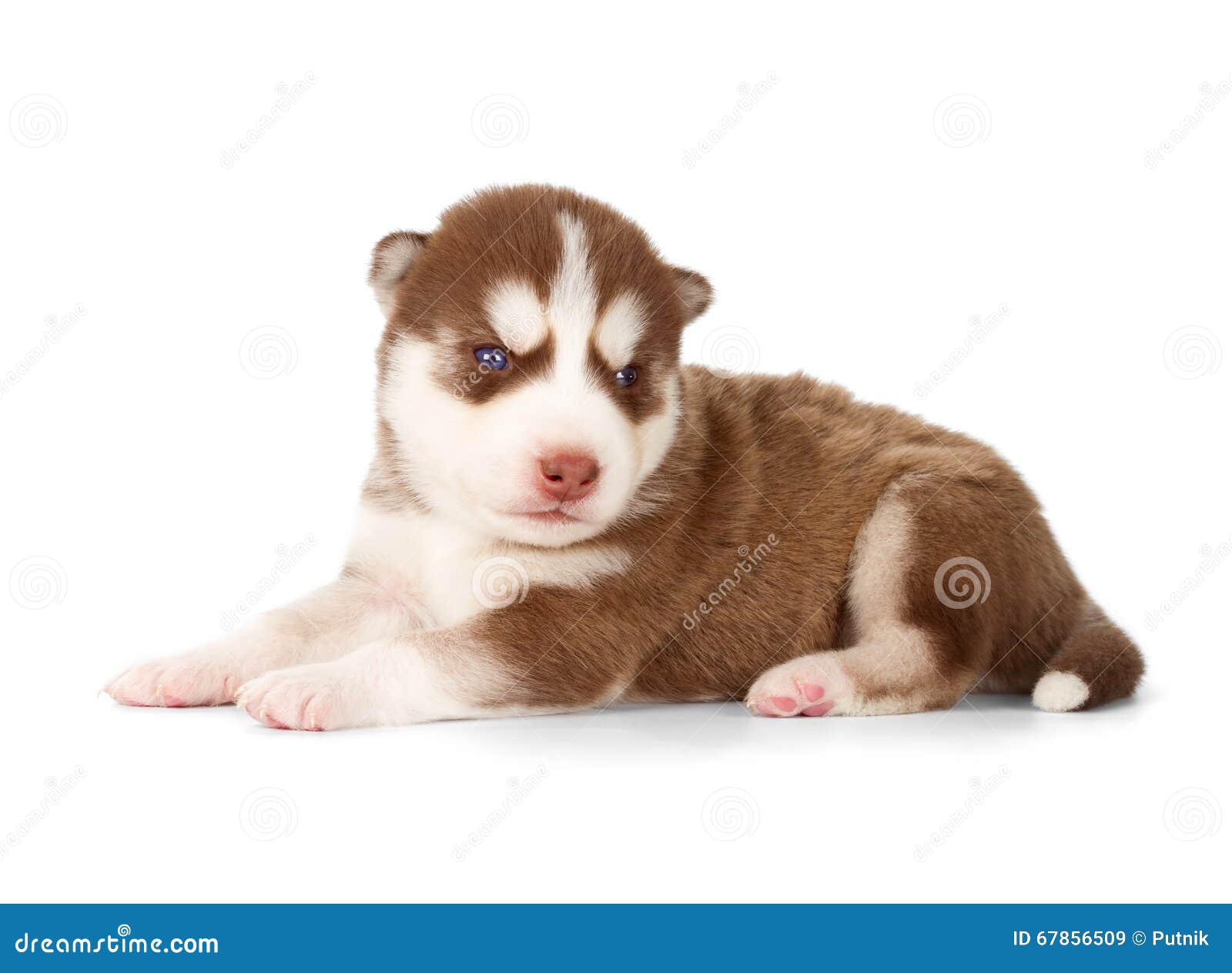 Siberian Cooper Red Husky Puppy Stock Image - Image of cute, side: 67856509