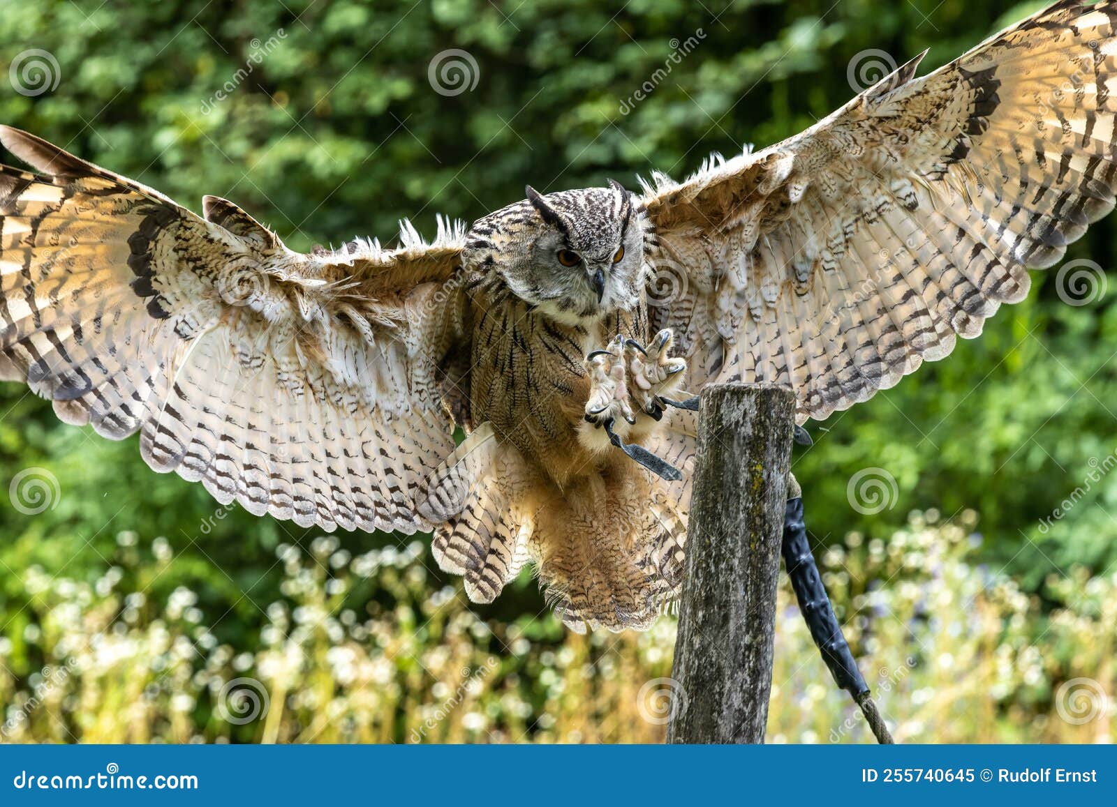 Siberian Eagle Owl, Bubo Bubo Sibiricus. the Biggest Owl in the World ...