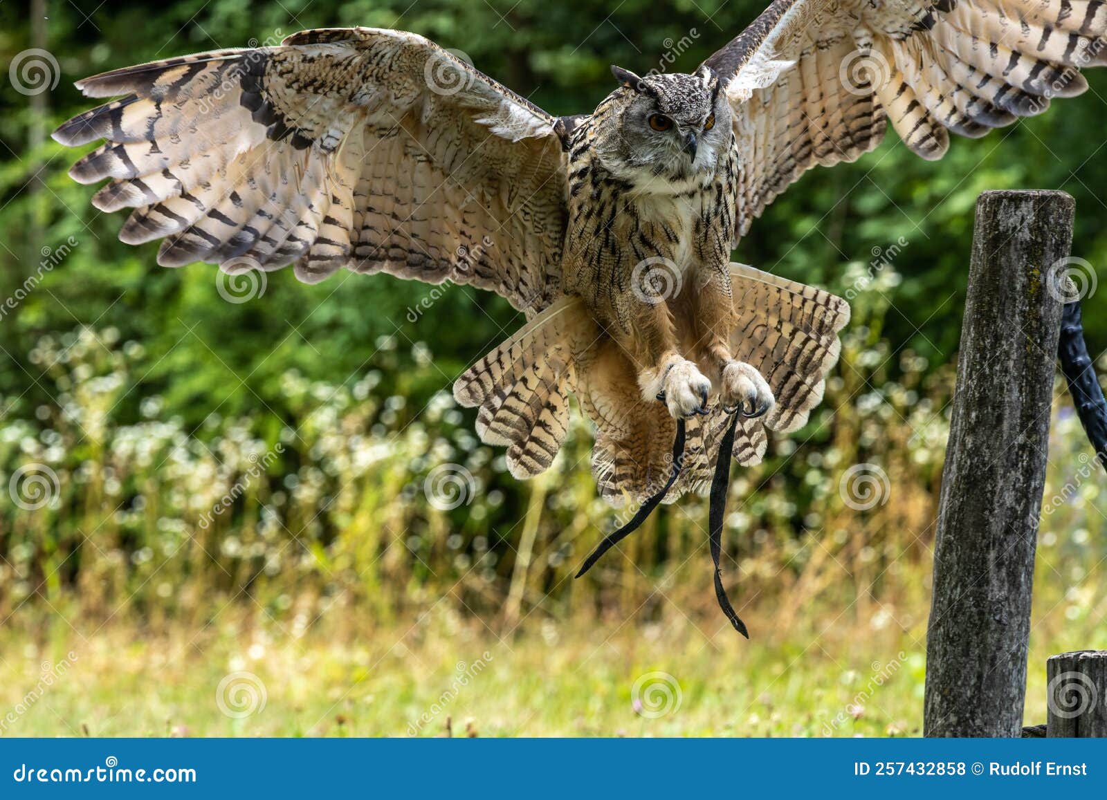 Biggest Owl In The World