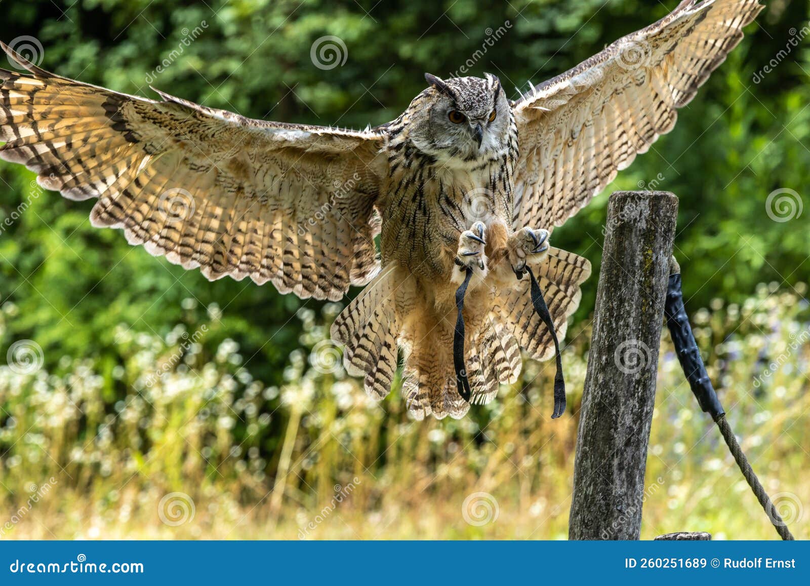 Siberian Eagle Owl, Bubo Bubo Sibiricus. the Biggest Owl in the World ...
