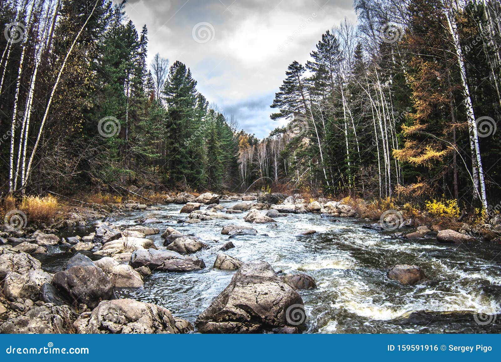 Siberian forest stock photo. Image of trees, travelers - 159591916