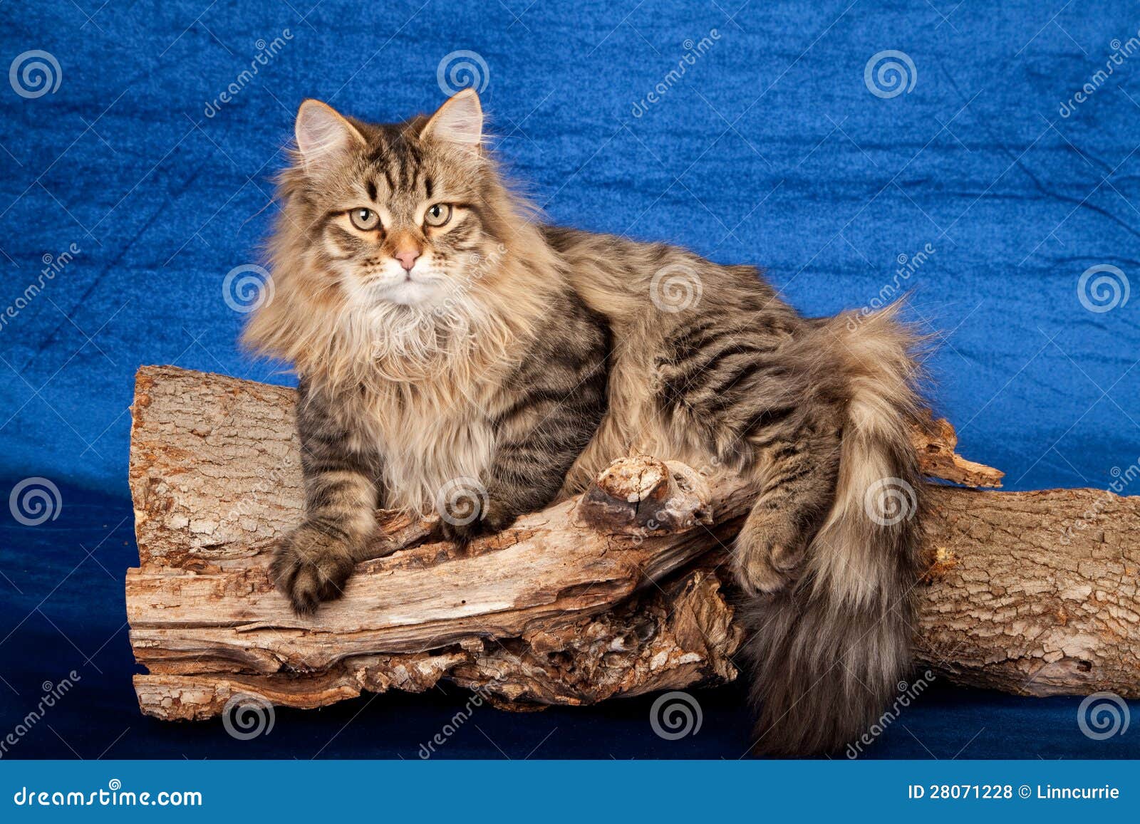 Siberian Forest kitten stock photo. Image of looking - 28071228