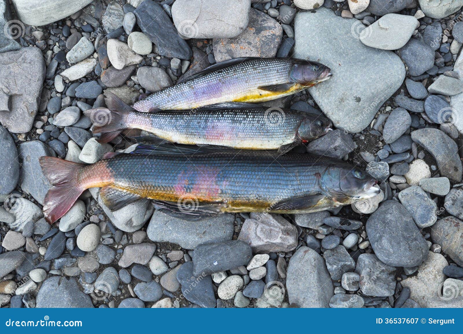 Siberian grayling. stock image. Image of pursuit, black - 36537607