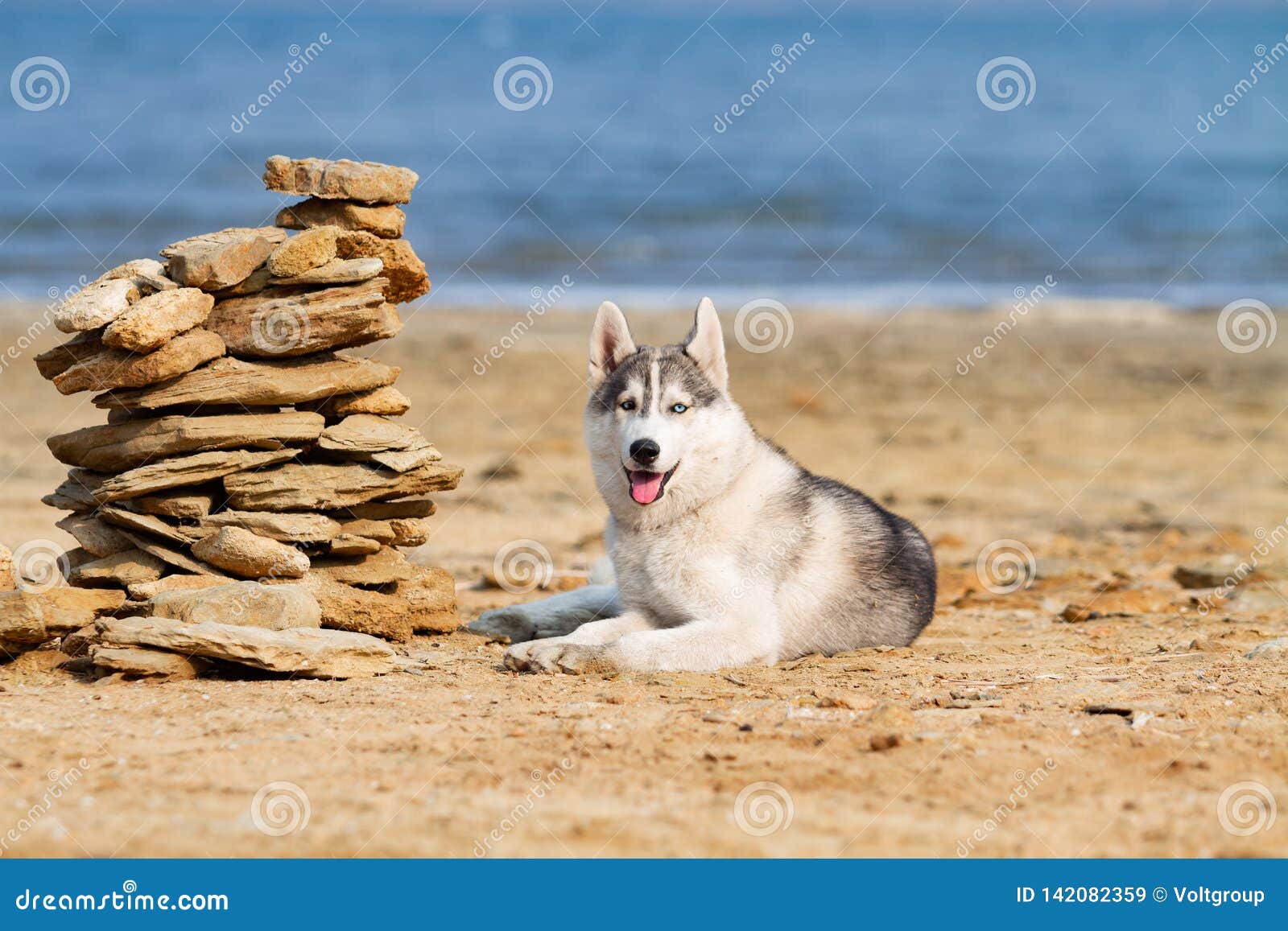 Siberian Huskies on a Beach Stock Image - Image of nose, blue: 142082359