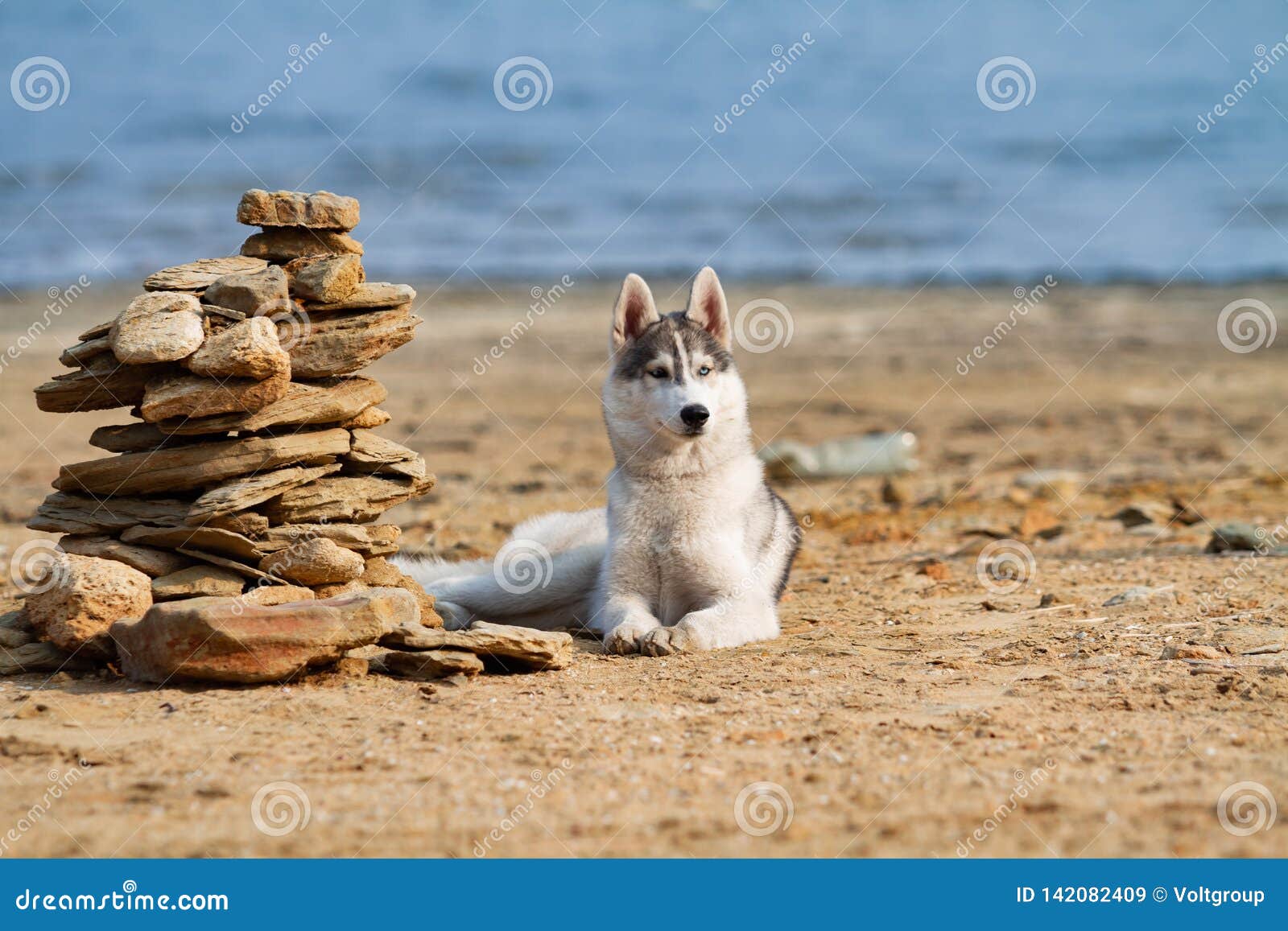 Siberian Huskies on a Beach Stock Image - Image of breed, gorgeous ...