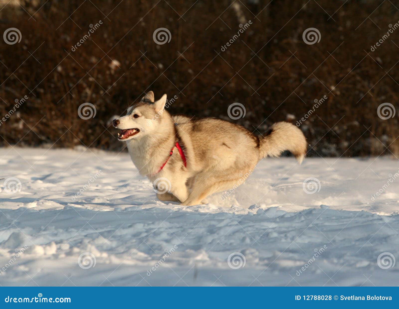 Siberian husky stock photo. Image of canine, sled, snout - 12788028
