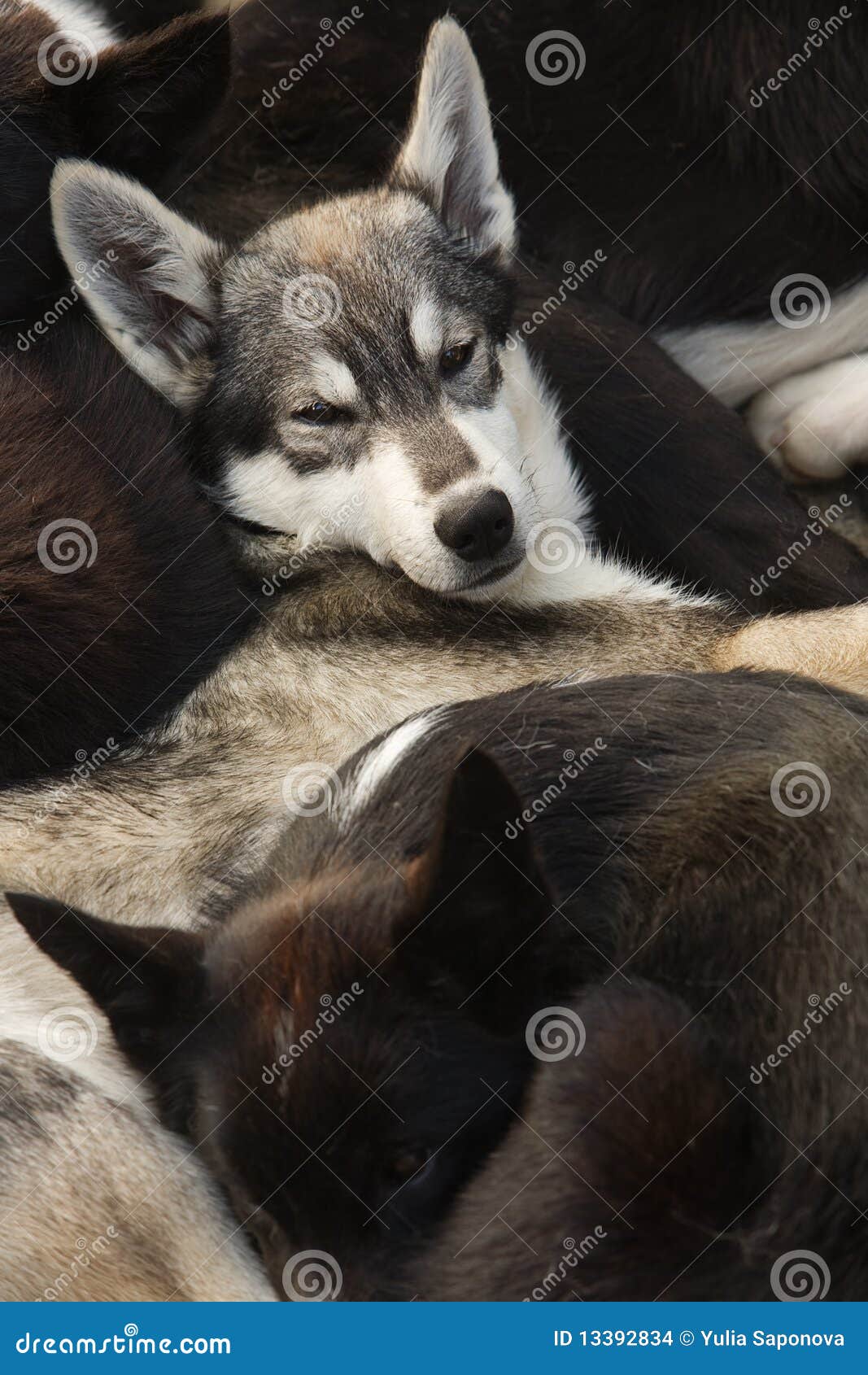 Siberian husky stock photo. Image of arctic, fanny, husky - 13392834