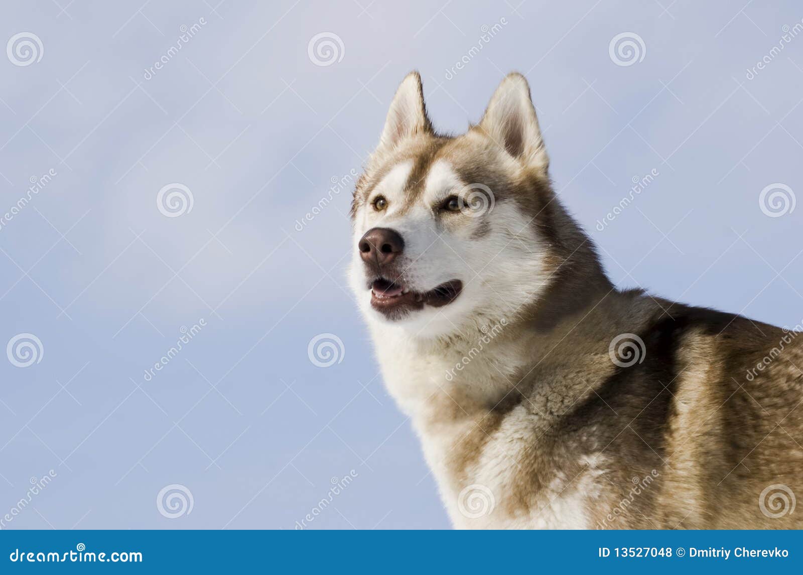 Siberian husky stock photo. Image of winter, snout, tame - 13527048