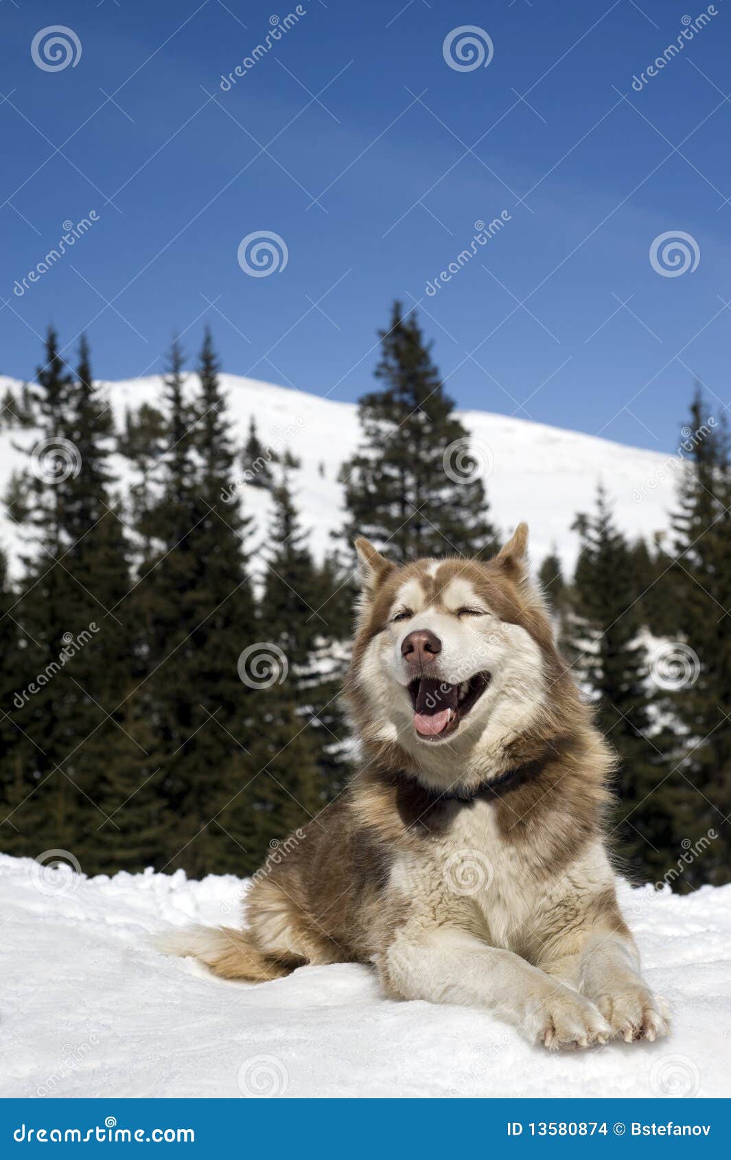 Siberian Husky stock photo. Image of mountain, alpine - 13580874