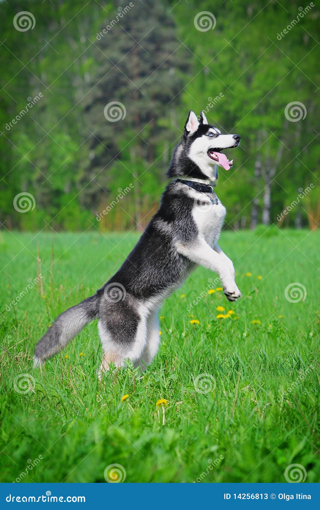 Are Siberian Huskies Jumpers