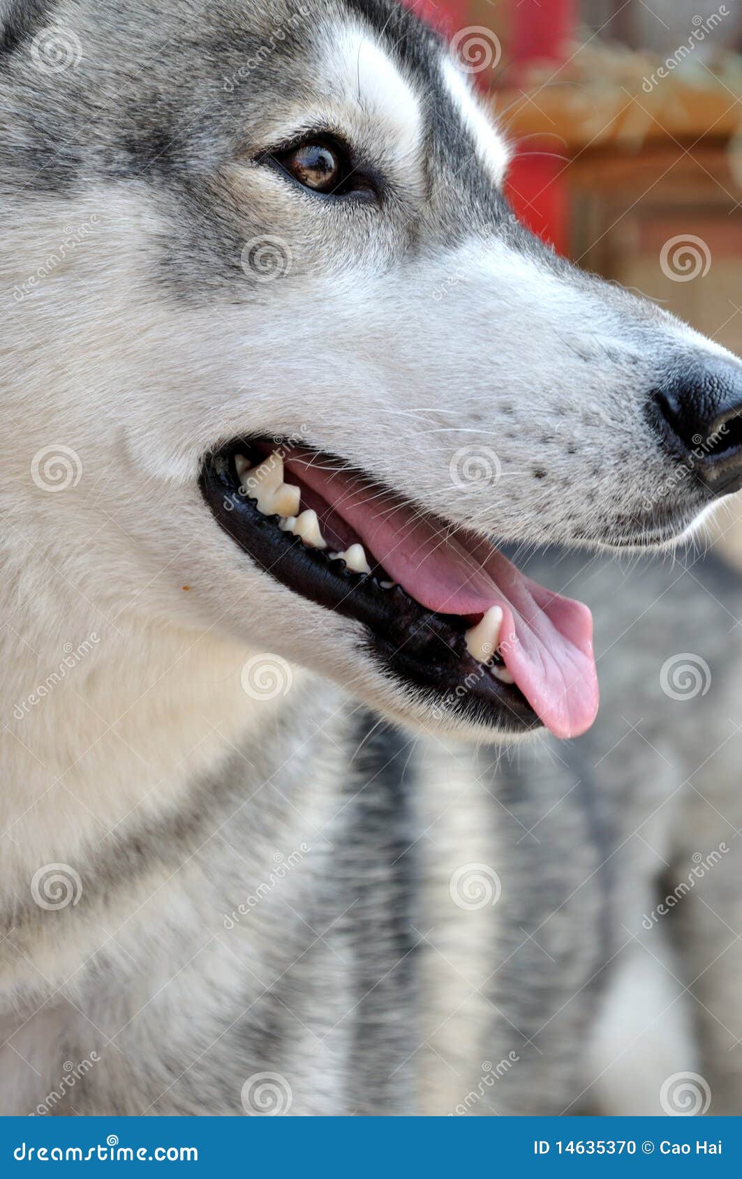 Siberian Husky stock photo. Image of mouth, friend, husky - 14635370