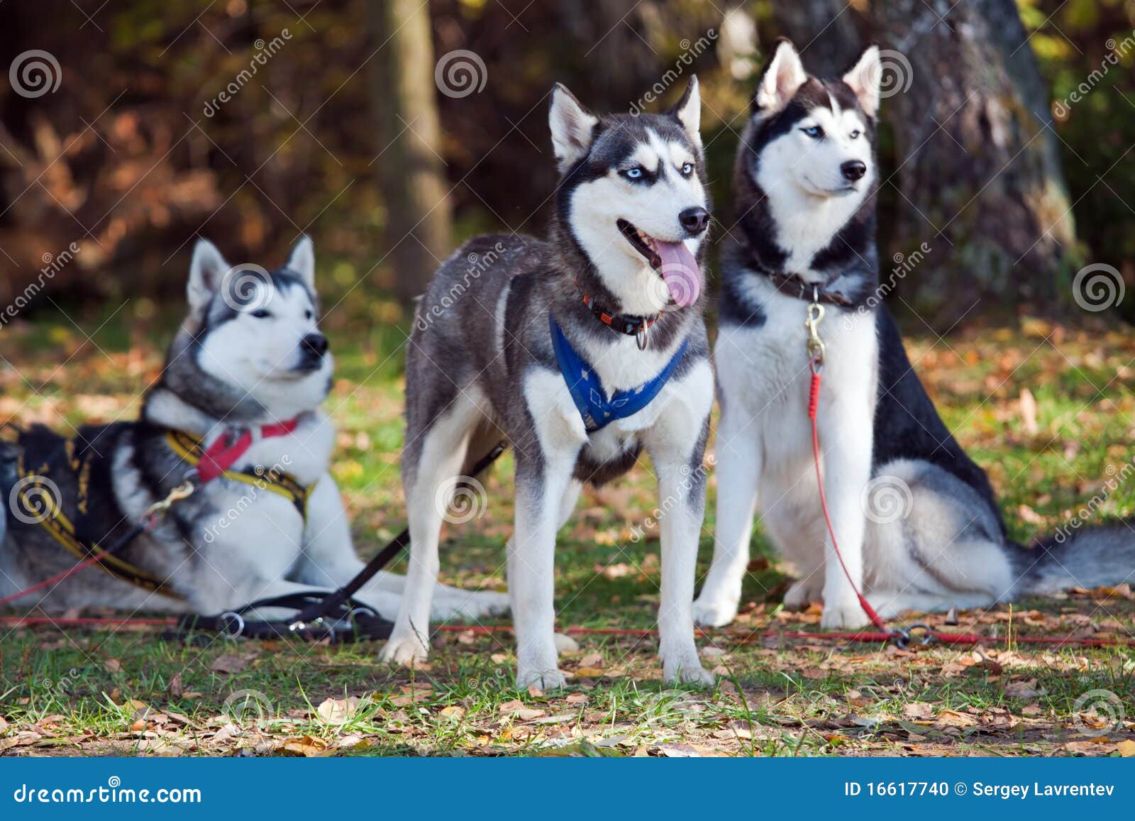 Siberian Husky stock photo. Image of group, purebred - 16617740