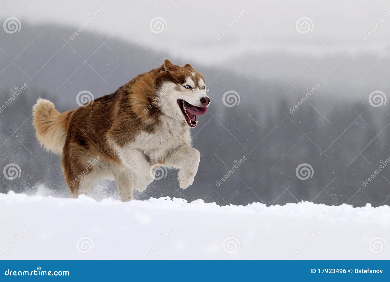 Siberian Husky stock photo. Image of alpine, husky, harness - 17923496