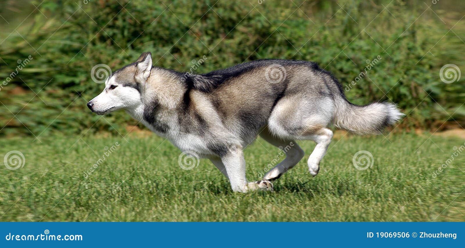 Siberian husky stock photo. Image of brown, adorable - 19069506