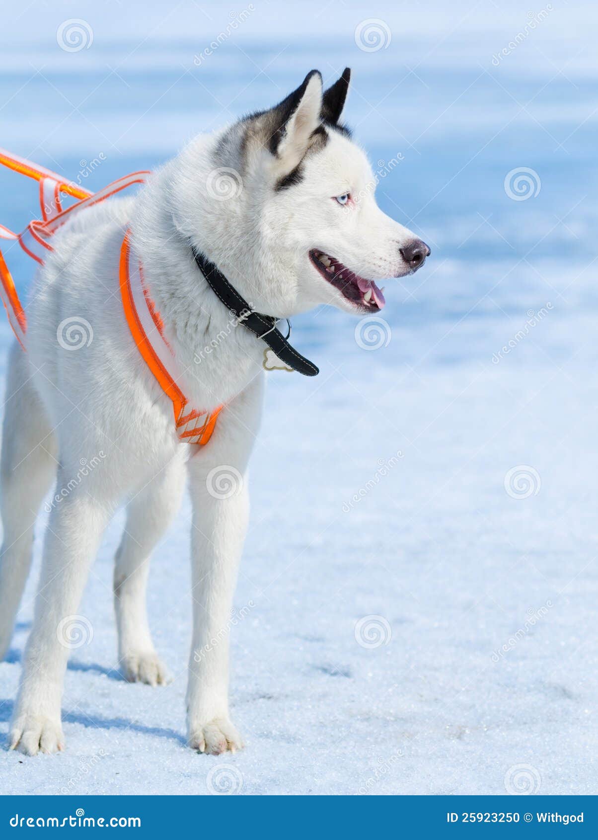 Siberian husky stock photo. Image of race, fluffy, eyes - 25923250
