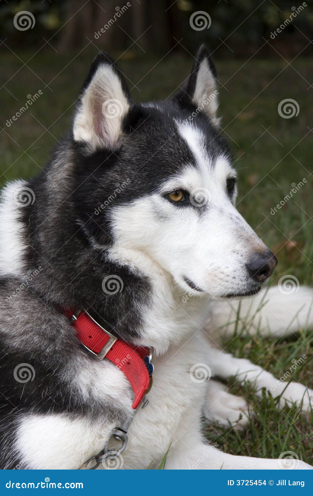 Siberian Husky stock photo. Image of sized, resting, sled - 3725454