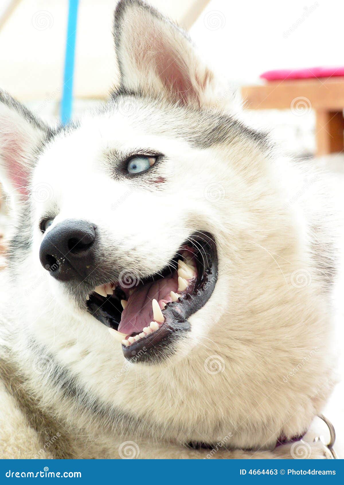Siberian Husky stock image. Image of teeth, white, natives - 4664463