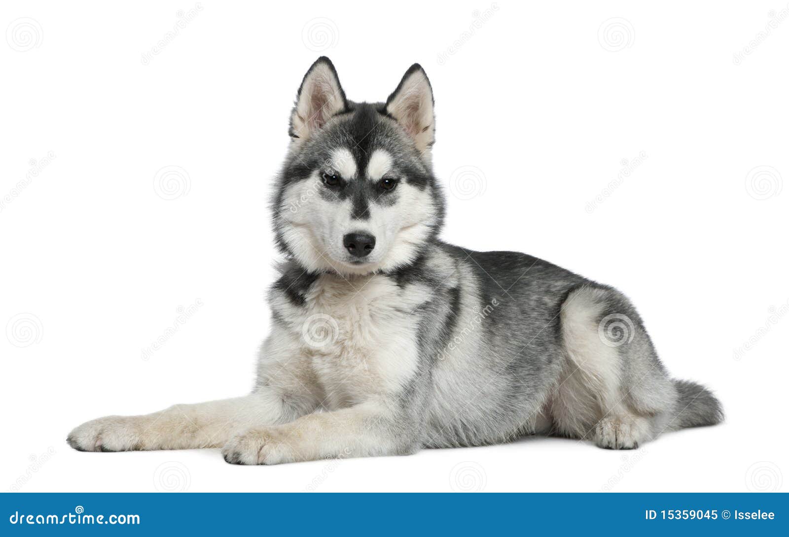 How Tall Are Huskies At 6 Months