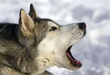 Siberian husky barking stock image. Image of black, coat - 17753703