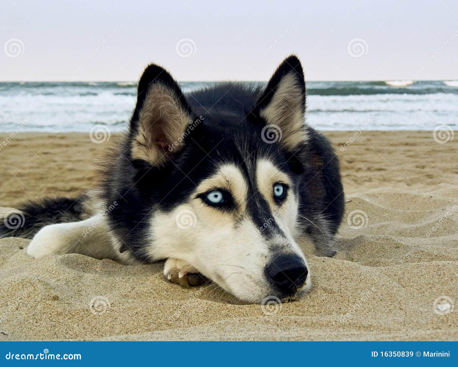 Siberian Husky on the Beach Stock Image - Image of collar, domestic ...