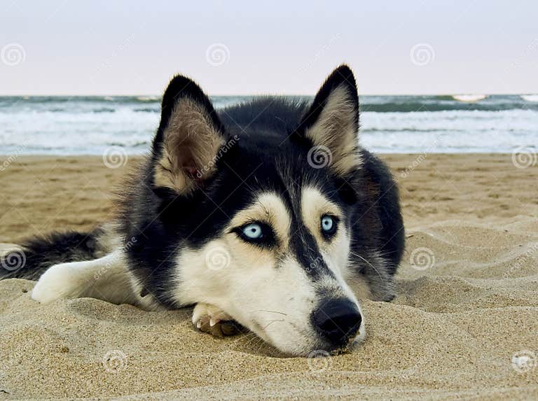 Siberian Husky on the Beach Stock Image - Image of collar, domestic ...