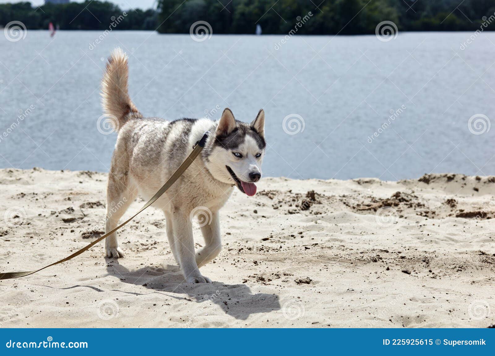 Siberian Husky on a beach stock image. Image of dogs - 225925615