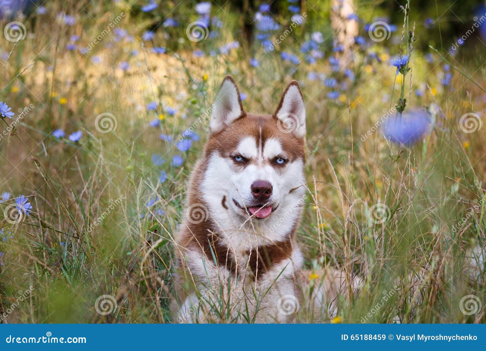 Siberian Husky with Blue Eye at the Green Grass Stock Image - Image of ...