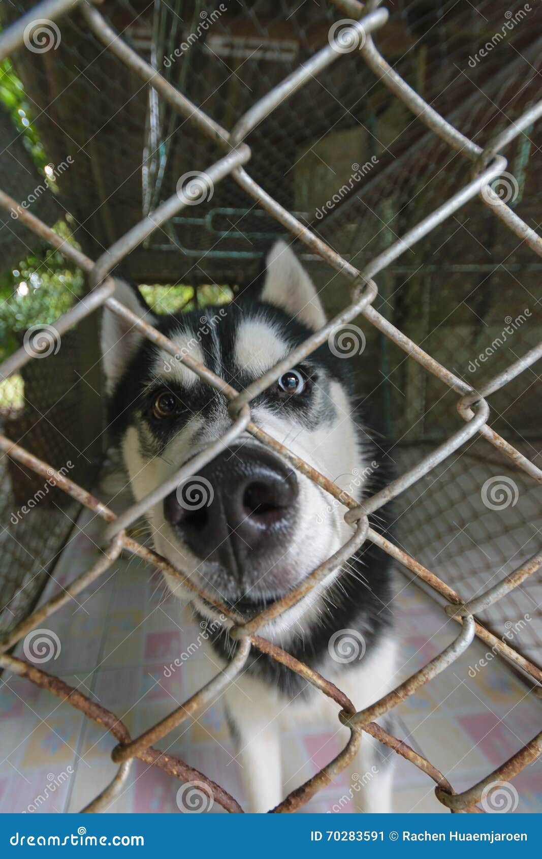 Siberian Husky in a Cage Looking Camera Stock Image - Image of alaskan ...
