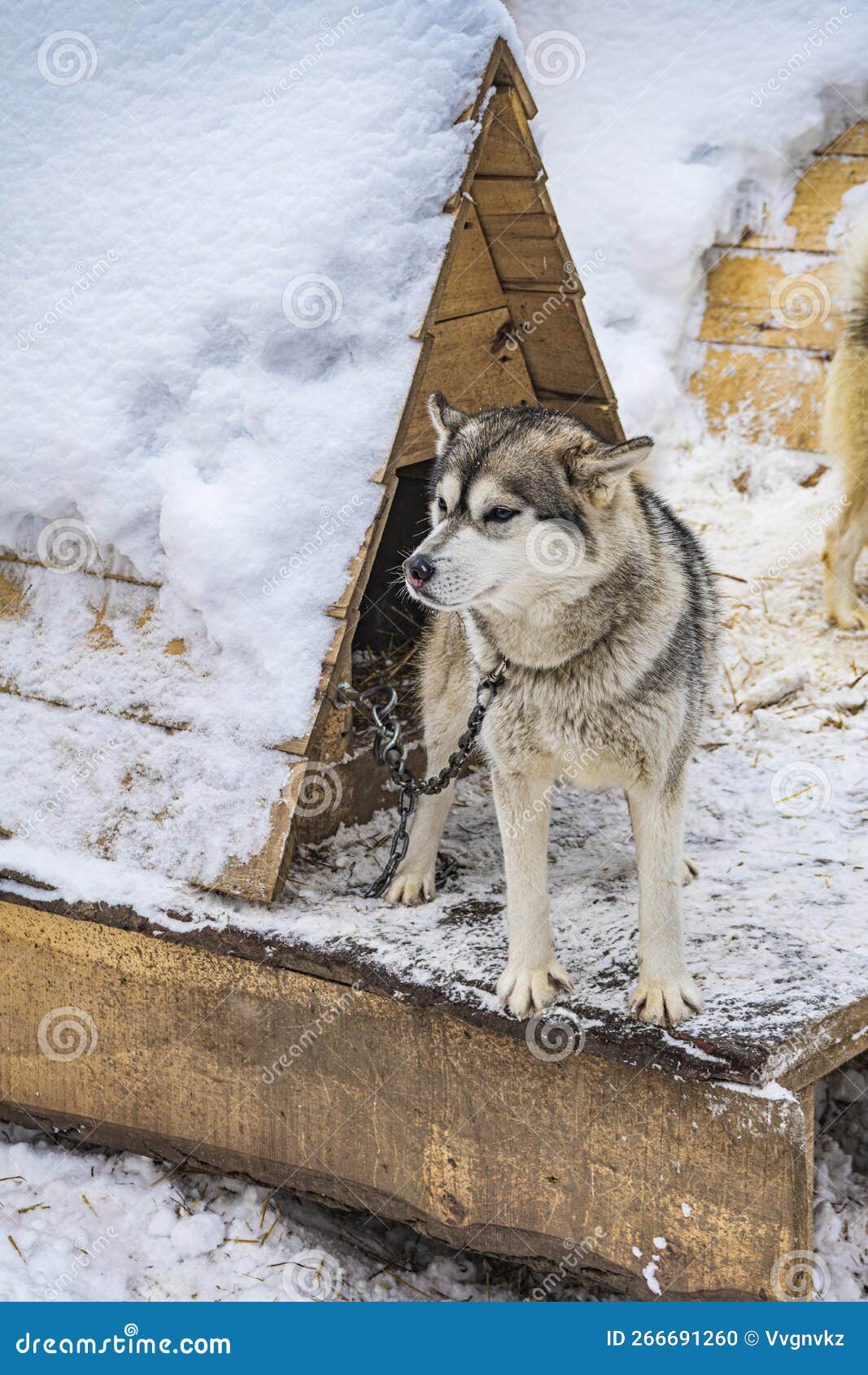 Siberian Husky on a Chain at His Booth Stock Photo - Image of portrait ...