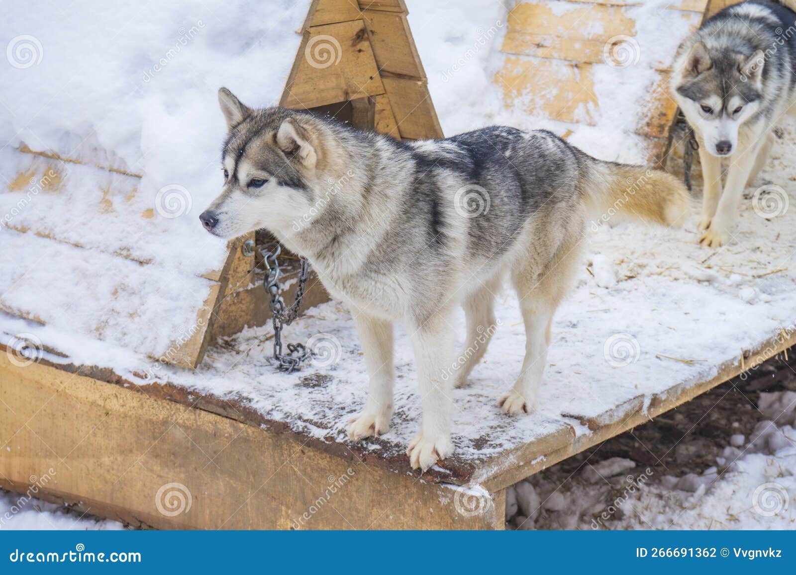 Siberian Husky on a Chain at His Booth Stock Photo - Image of domestic ...