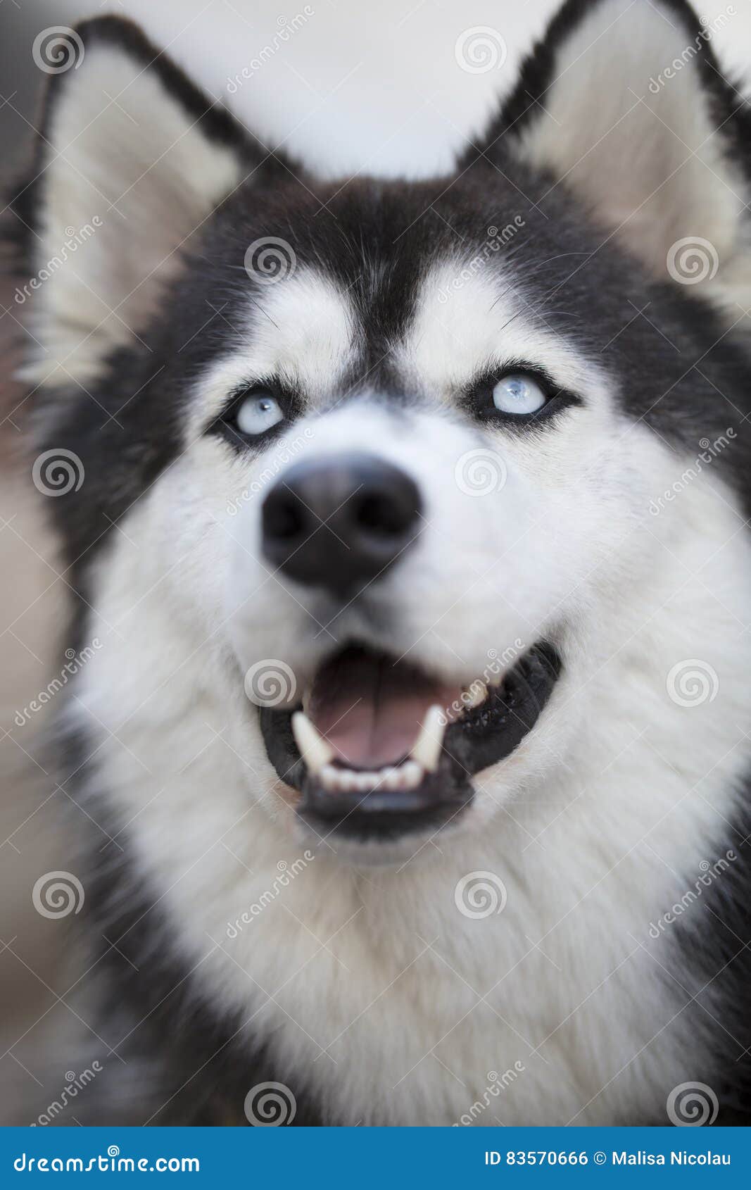 Siberian Husky Close Up of Face Stock Photo - Image of black, ears ...