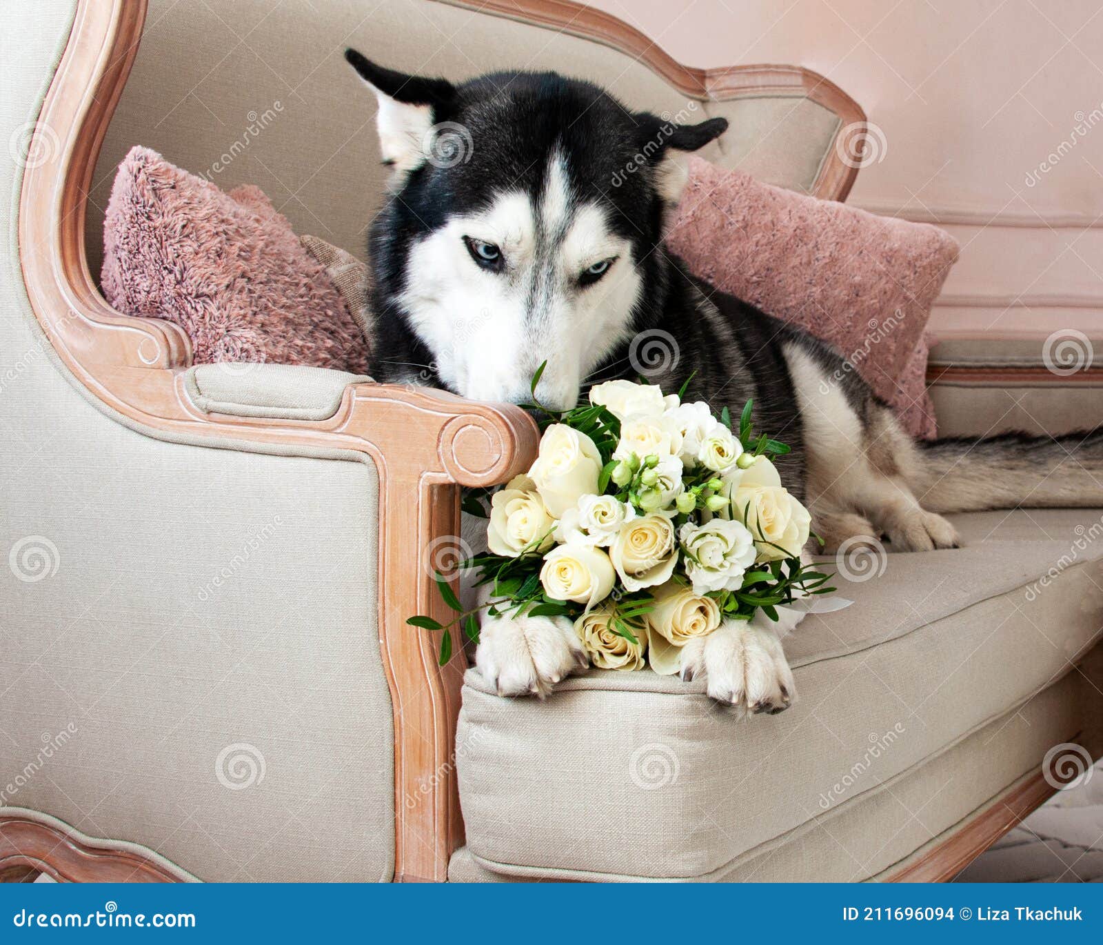 Siberian Husky on the Couch or Sofa Pretty Dog in Room Stock Photo ...