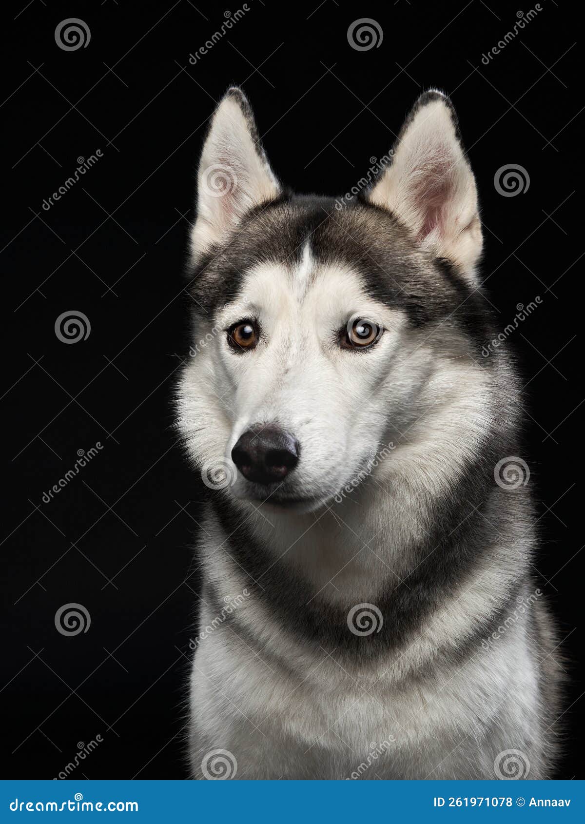 Siberian Husky on a Dark Background. Dog in the Studio Stock Photo ...