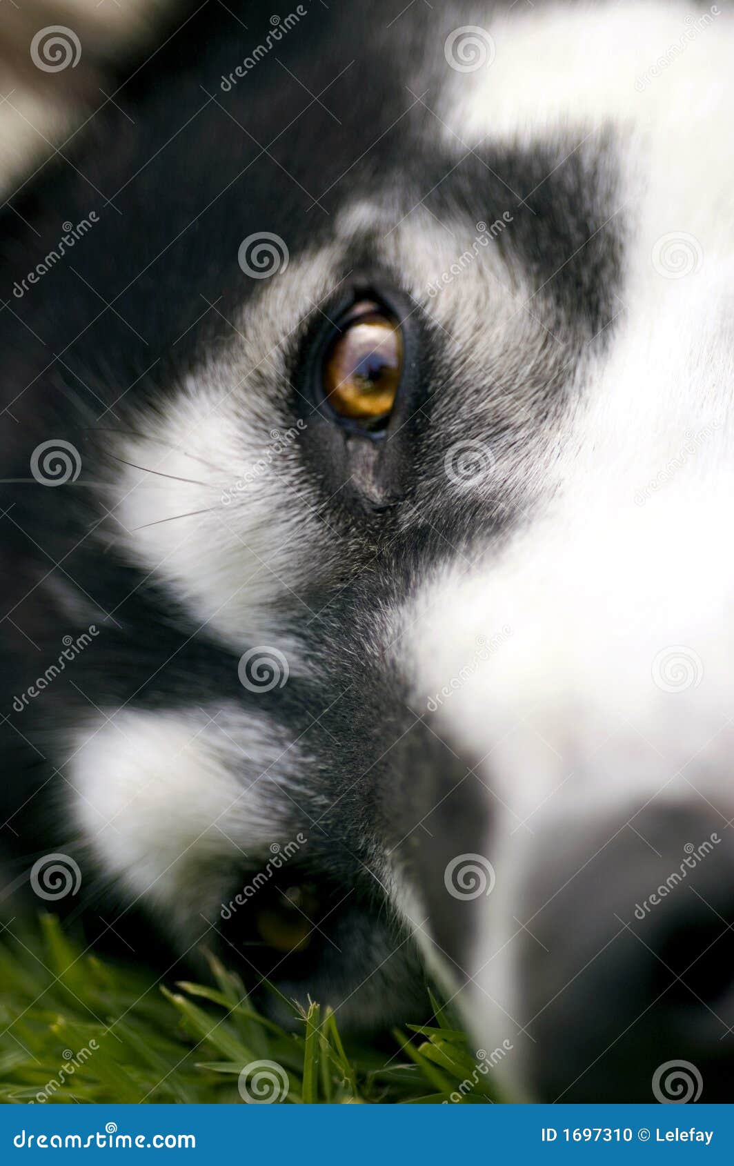 Siberian Husky Day Dreaming Stock Photo - Image of relax, daydream: 1697310