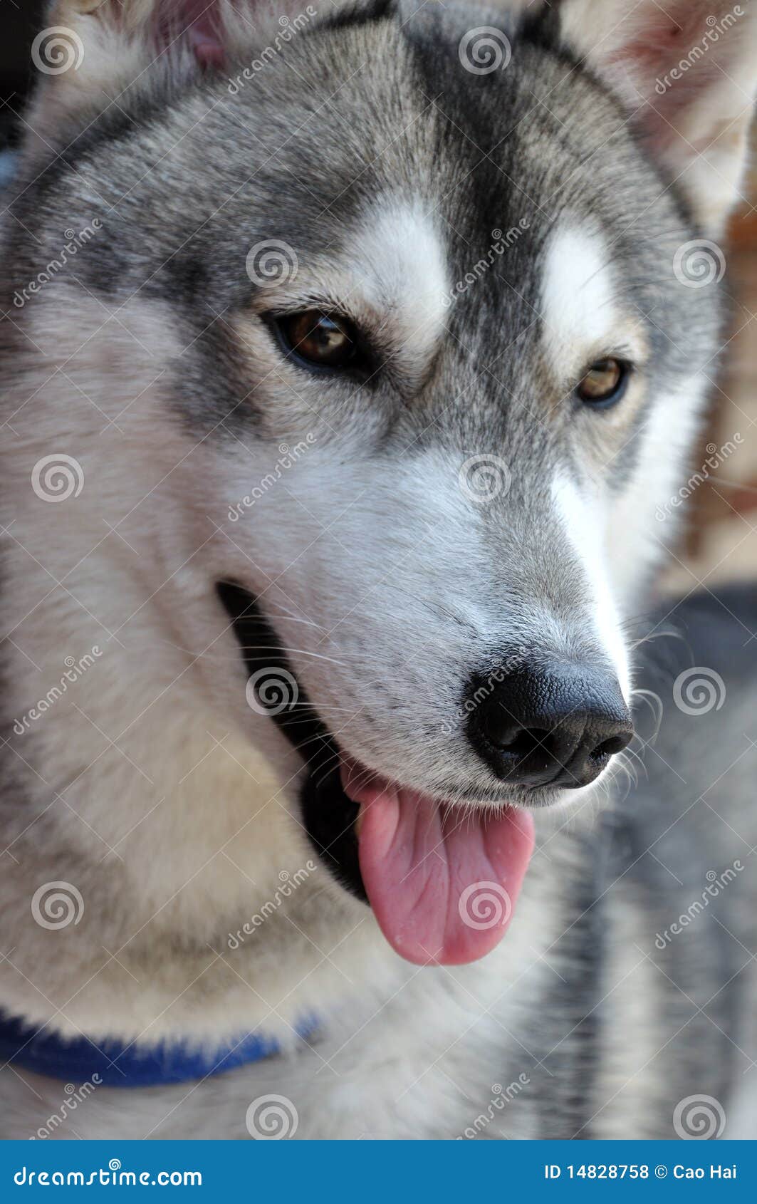 Siberian Husky dog stock photo. Image of siberian, face - 14828758