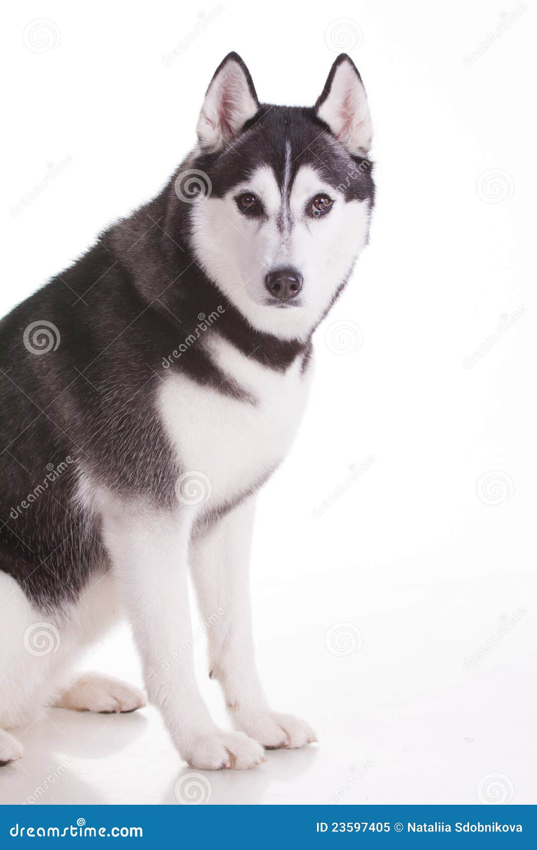 Siberian husky dog stock image. Image of beauty, face - 23597405